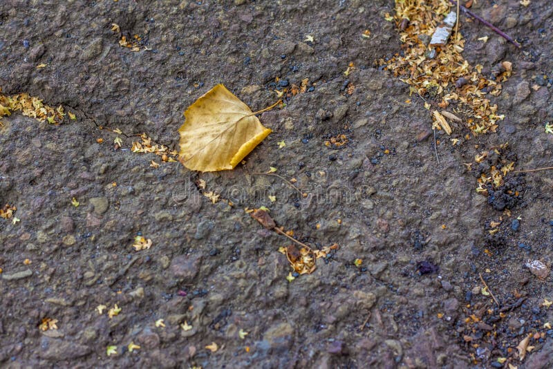 The First Autumn Leaf Fell on the Asphalt. a Single Yellow Leaf on the ...