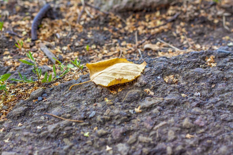 The First Autumn Leaf Fell on the Asphalt. a Single Yellow Leaf on the ...