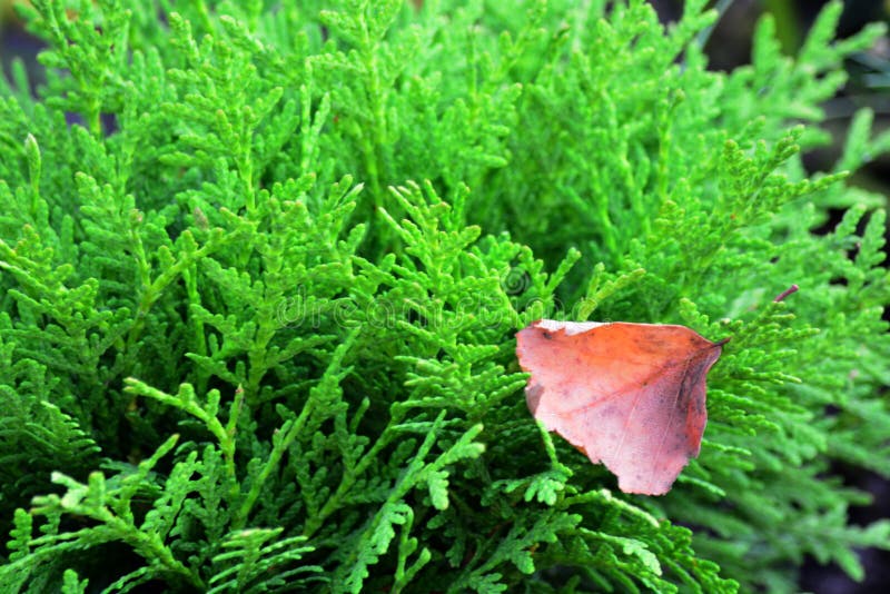 First Autumn Leaf, September Stock Photo - Image of tree, leaf: 125765304