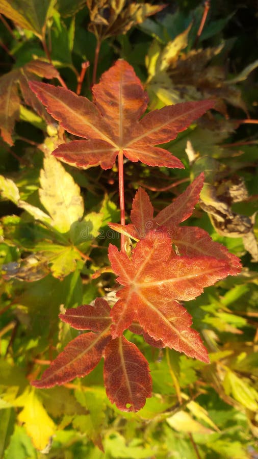 First autumn leaves stock image. Image of change, leaf - 99578855