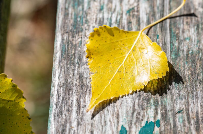 First autumn leaves stock image. Image of landscape - 293252699