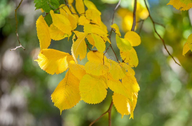 First Autumn Days by a Lake Stock Image - Image of sunset, nature: 59604711