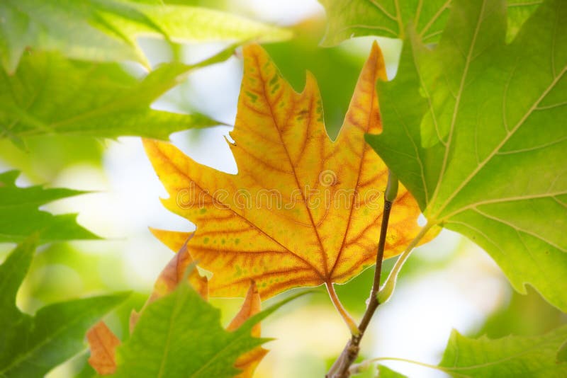 The First Autumn Maple Leaf Stock Photo - Image of park, bright: 30325092