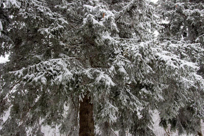 First Autumn Snowfall on the Italian Mountains Stock Photo - Image of ...