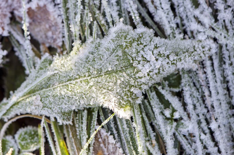 First Autumn Time Frost on Grass Stock Photo - Image of leaf, cold ...