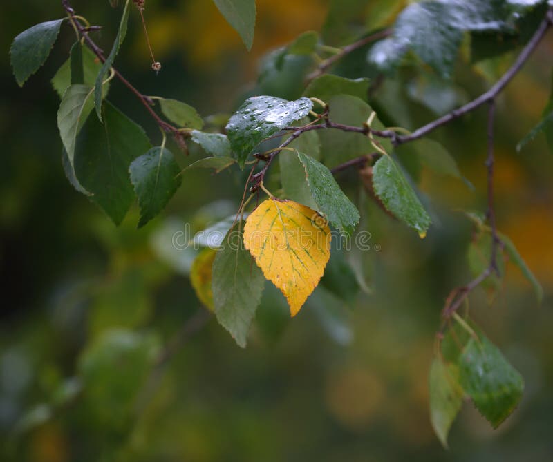 First Autumn Yellow Leaf on a Tree Branch Stock Photo - Image of ...