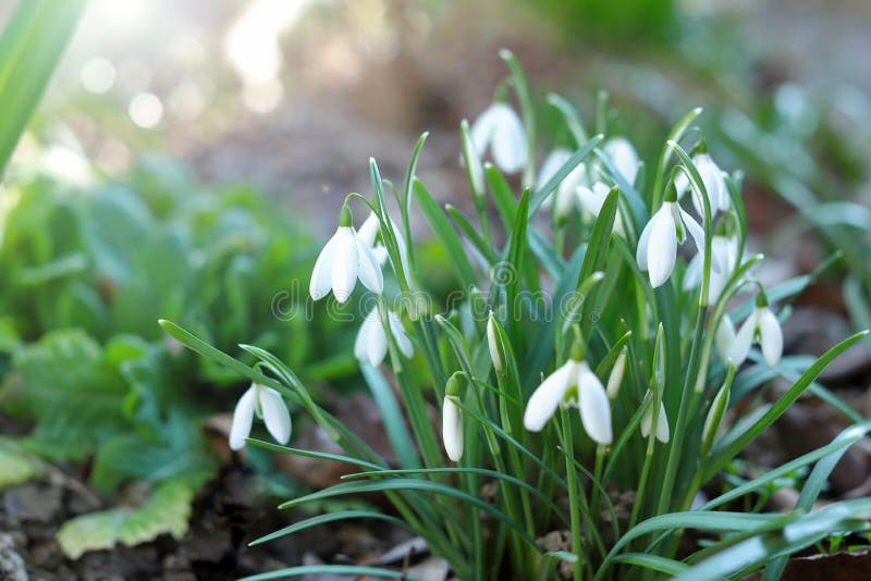 First Beautiful Snowdrops in Spring. First Spring Flowers, Snowdrops in ...