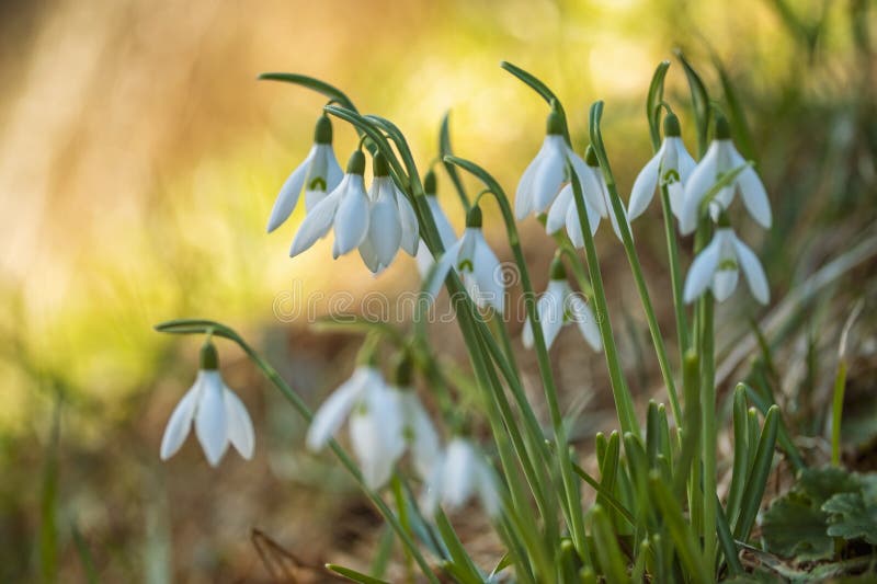 First Beautiful Snowdrops in Spring Forest Stock Photo - Image of ...