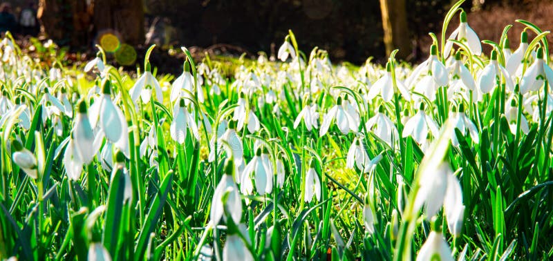 A First Beautiful Spring Flowers in the Park Stock Image - Image of ...