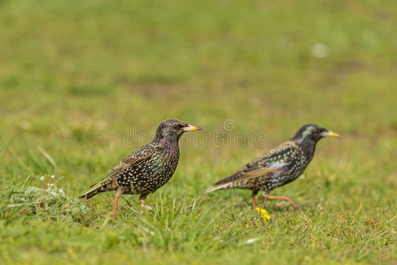 First Birds Arriving Spring Stock Photos - Free & Royalty-Free Stock ...
