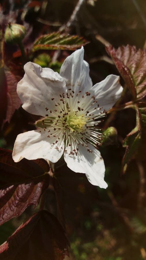 First Blackberry Flower of Spring. Stock Photo - Image of blackberries ...