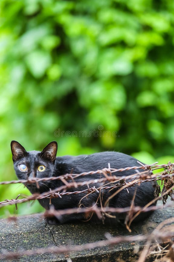 First Blind Black Cat on Barbed Wire. Stock Image - Image of lovable ...