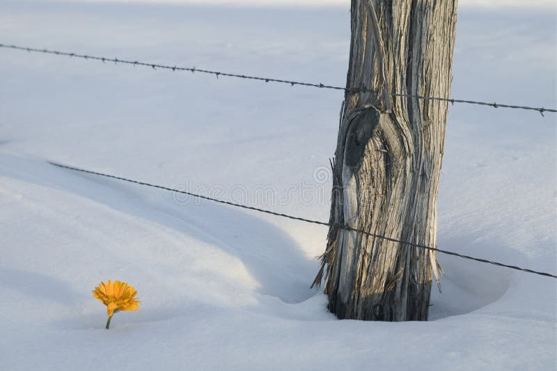First bloom stock photo. Image of fence, break, springtime - 9097600