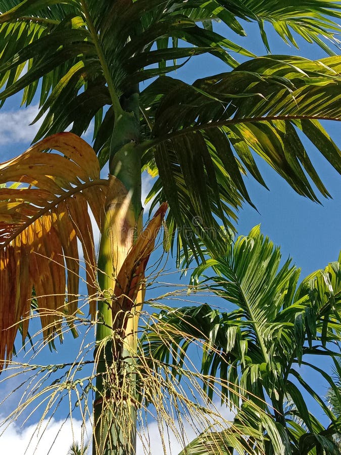 First Bloom of the Areca Palm: Emerging Inflorescence in Natural Light ...