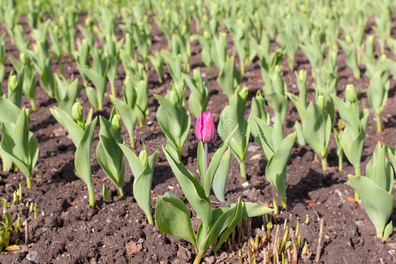 First blooming tulip stock photo. Image of gardens, plants - 65060844