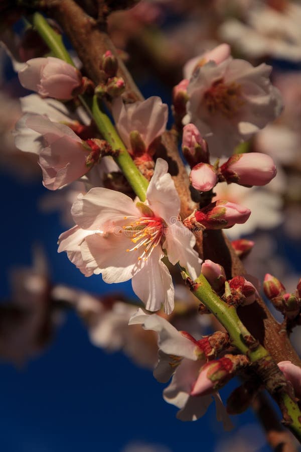 First blossom of spring stock image. Image of spring - 37847333