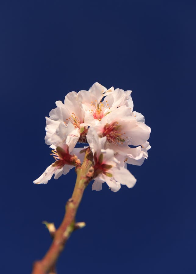 First blossom of spring stock image. Image of tranquility - 37847347