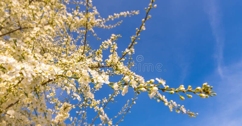First blossoms in spring stock photo. Image of white - 89207006