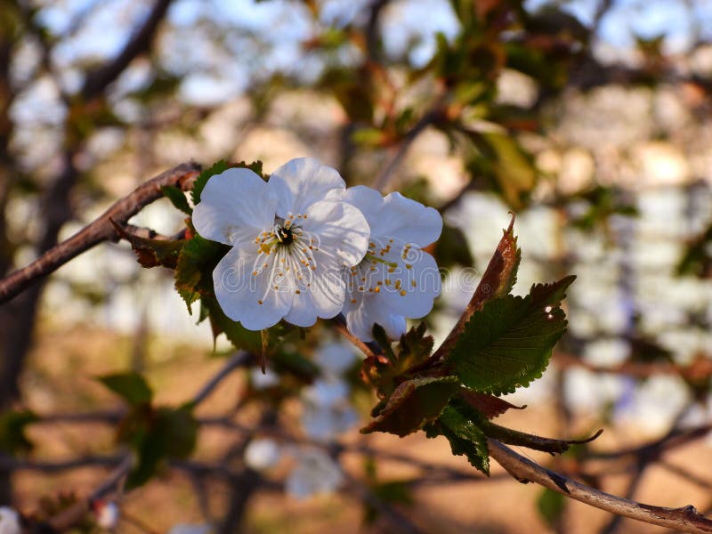First blossoms of spring stock photo. Image of bohemia - 145645988