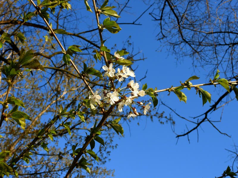 First blossoms of spring 2 stock photo. Image of natural - 145646070