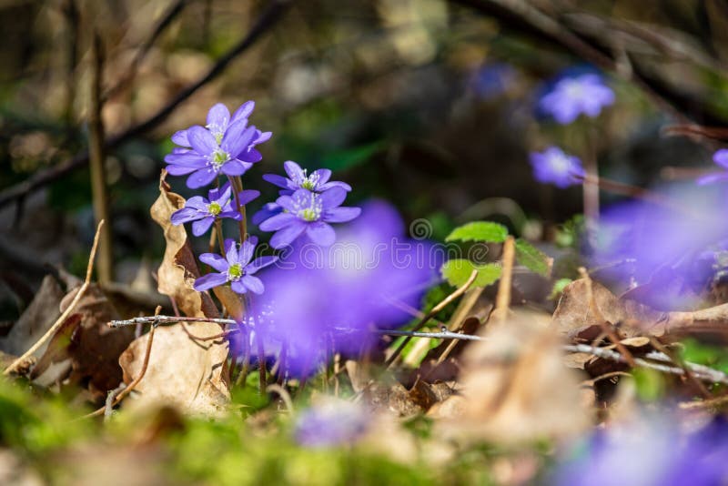 First Blue Flowers Blooming in Spring Forest Stock Image - Image of ...