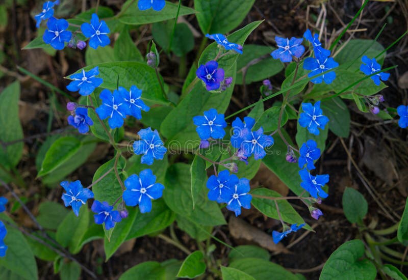 The First Blue Flowers in the City Garden in Early Spring Stock Photo ...