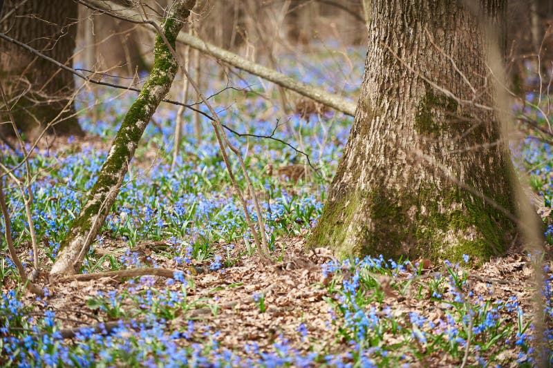 First Blue Flowers Scilla Grows in Early Spring in the Forest Stock ...