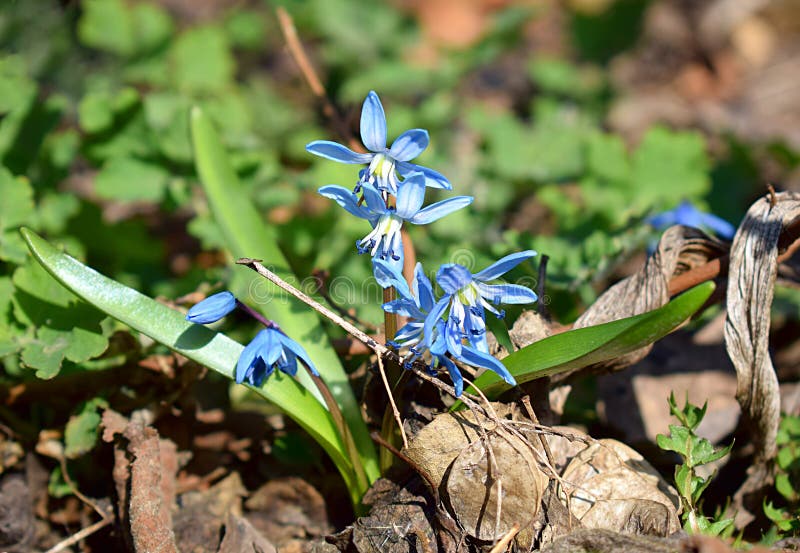 First Blue Snowdrops Close Up Stock Image - Image of early, outside ...