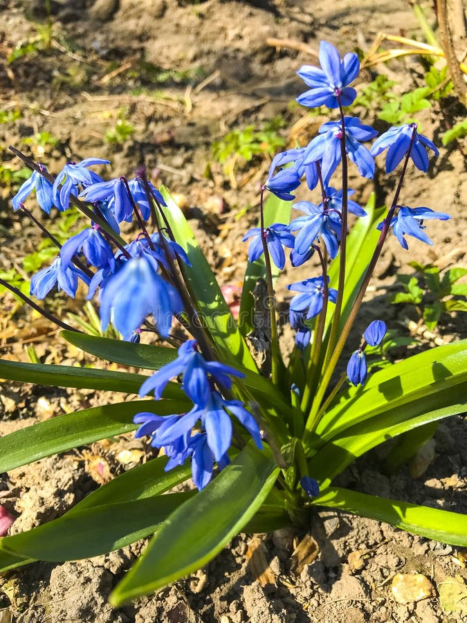 The First Blue Spring Flowers on Dry Ground. Stock Image - Image of ...