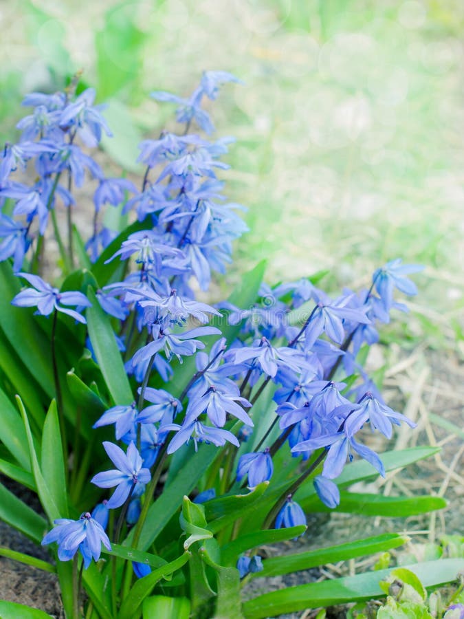 First bluebell flowers stock photo. Image of easter, fragility - 53706518