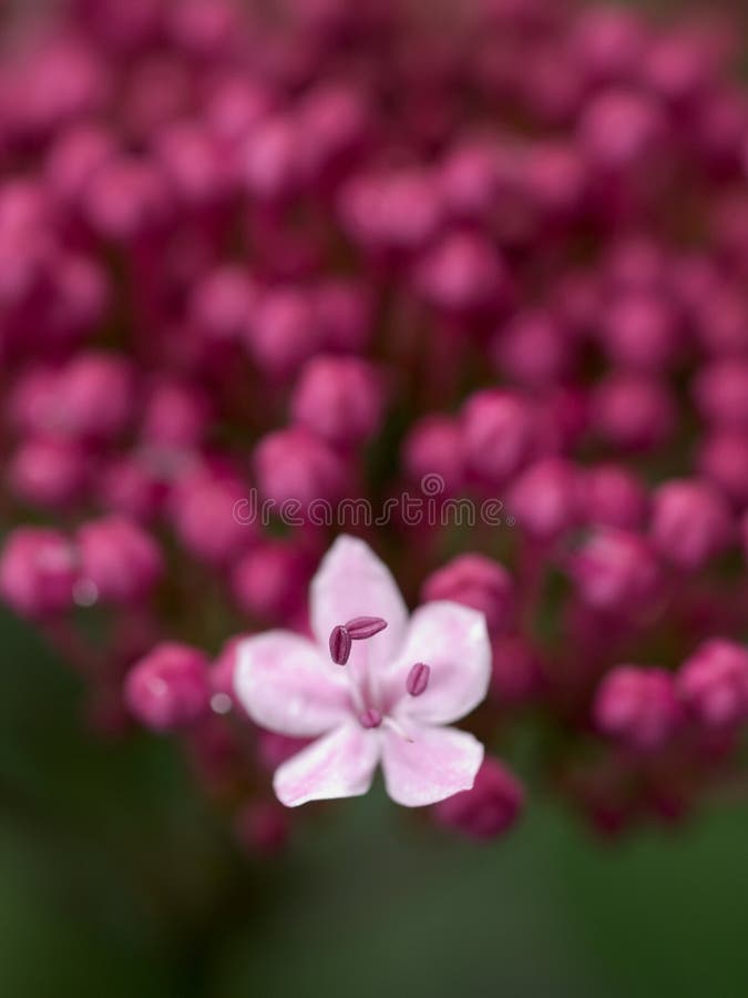 First Born stock photo. Image of deep, flower, born, petals - 7469244