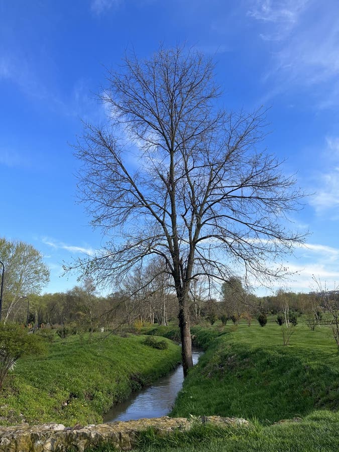 First breath of spring stock photo. Image of leaf, beginning - 279431918