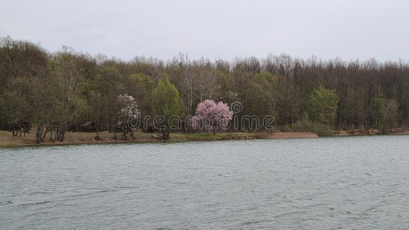 Spring, lake , trees stock photo. Image of plant, shore - 248043336