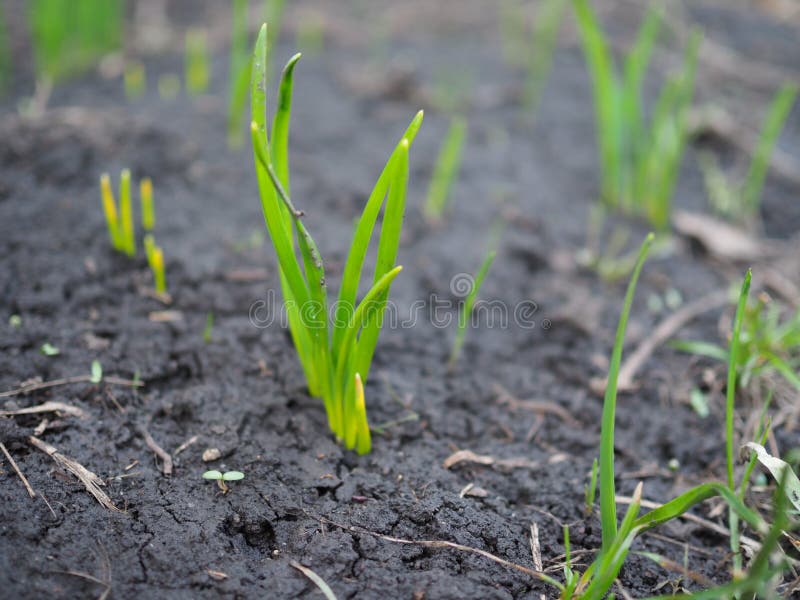First Bright Green Shoots Appear in the Spring Stock Image - Image of ...
