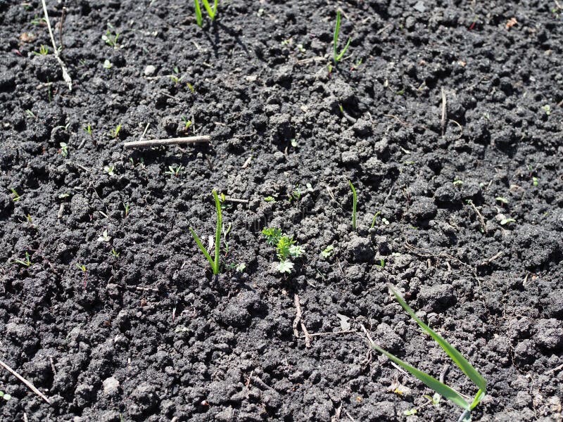 First Bright Green Shoots Appear in the Spring Stock Photo - Image of ...