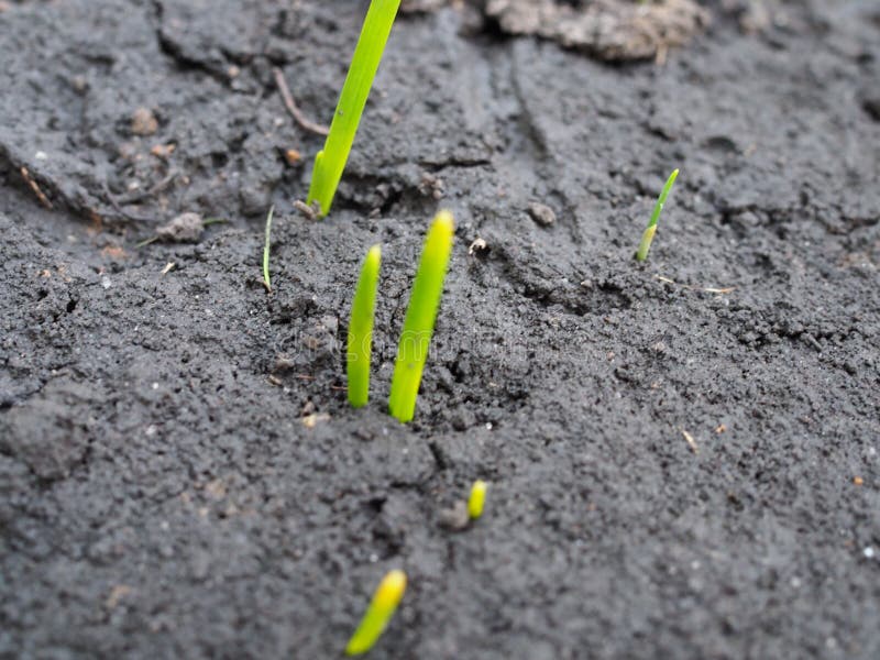 First Bright Green Shoots Appear in the Spring Stock Image - Image of ...