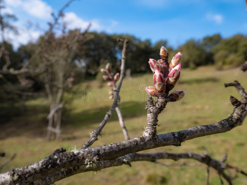 The First Buds of an Almond Tree Prunus Dulcis Begin To Open on the ...