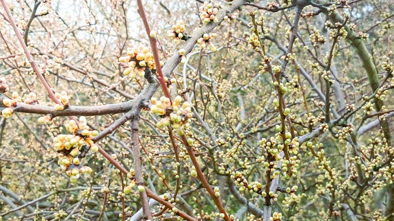 First Buds Appearing on Tree Branches, Marking the Beginning of Spring ...