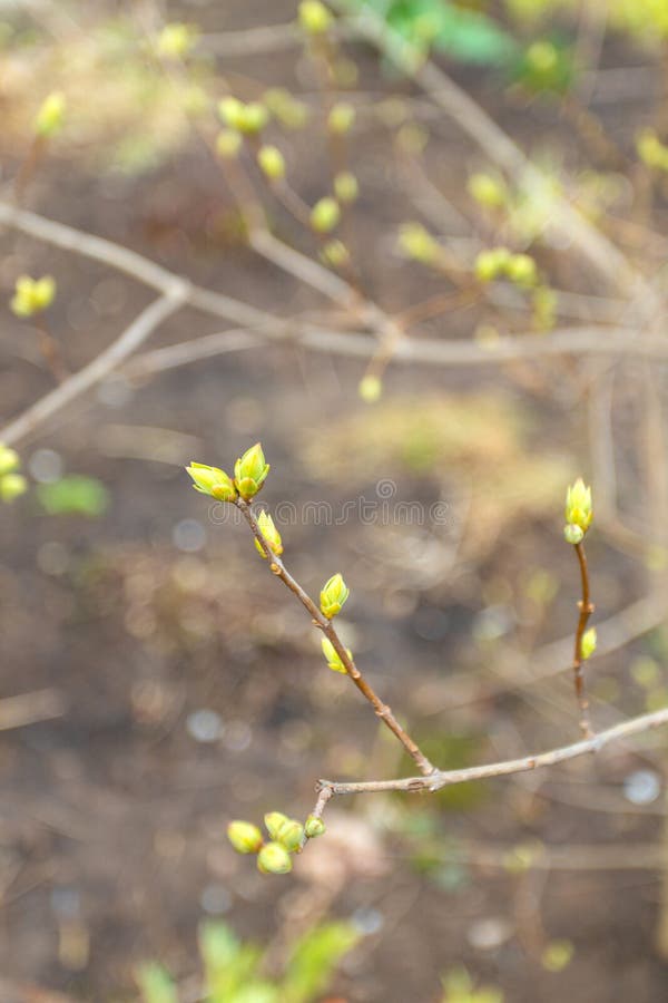 The First Buds Bloom on Branches in Early Spring Stock Photo - Image of ...
