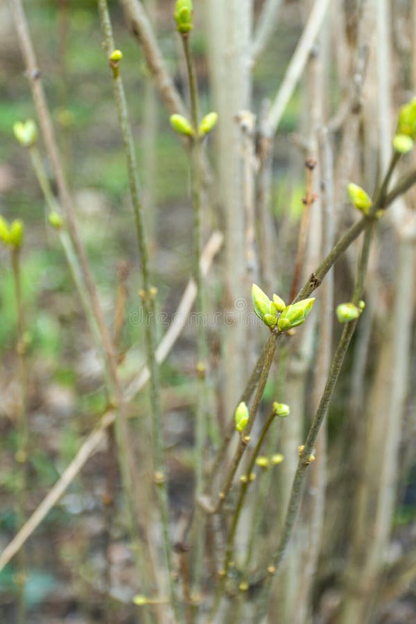 The First Buds Bloom on Branches in Early Spring Stock Image - Image of ...