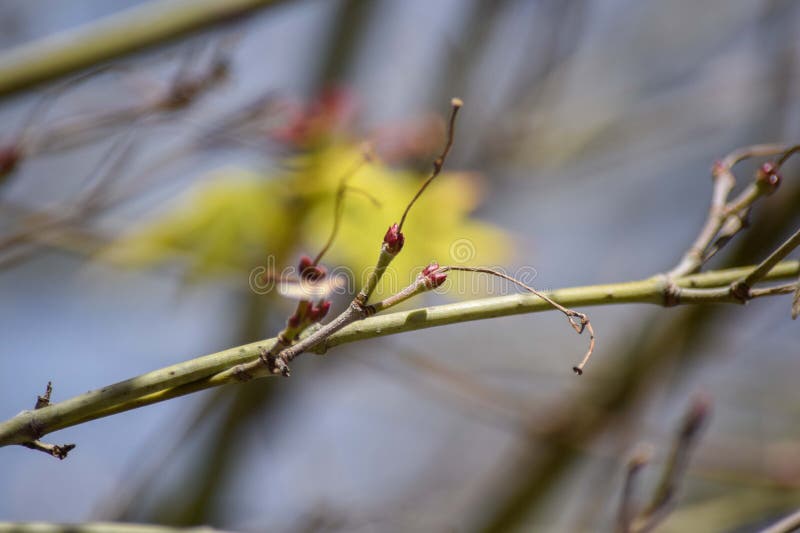 First Buds on the Branches of a Tree in Spring Stock Photo - Image of ...