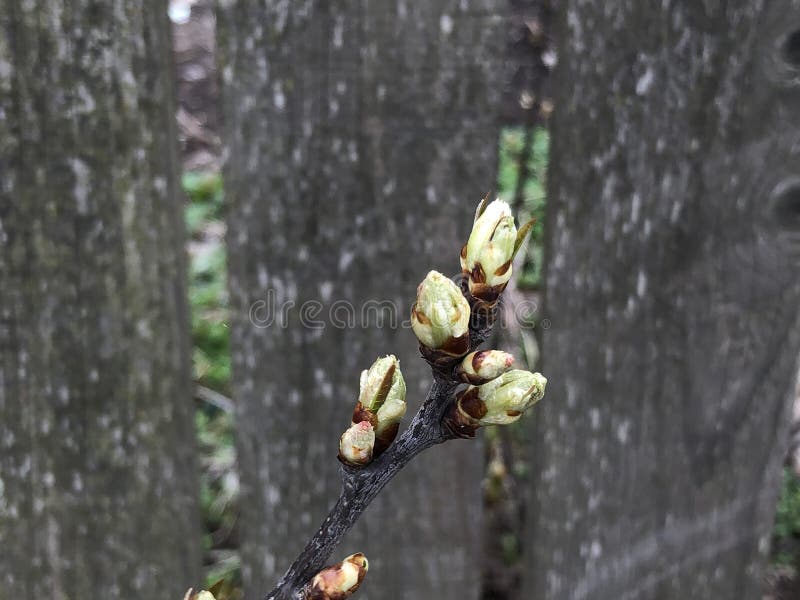 First Buds on the Branches of Trees, Awakening Stock Image - Image of ...