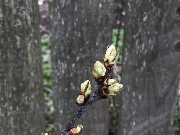 First Buds on the Branches of Trees, Awakening Stock Image - Image of ...