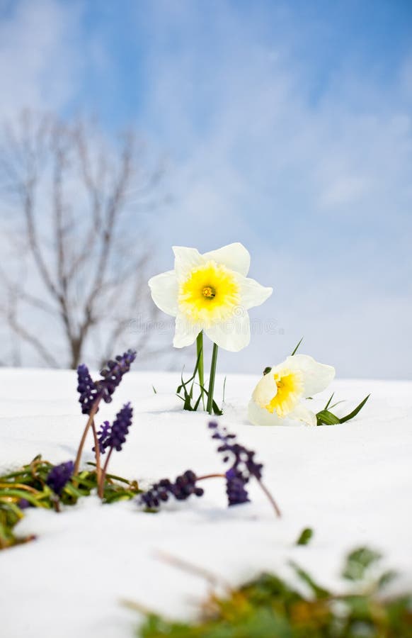 The First Buds Daffodil Flowers in Spring. Stock Image - Image of color ...