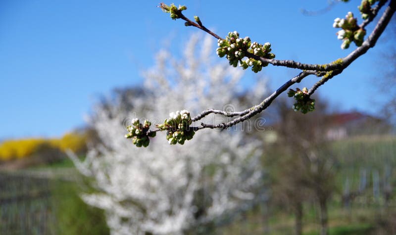 The First Buds on the Fruit Tree Stock Photo - Image of closeup ...