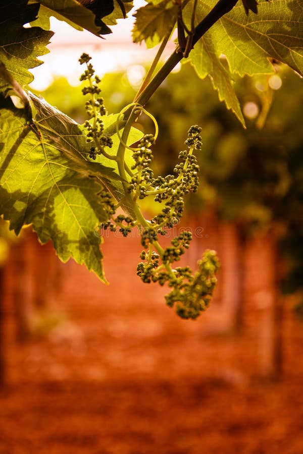First Buds and Leaves of the Vine in Spring Stock Photo - Image of park ...