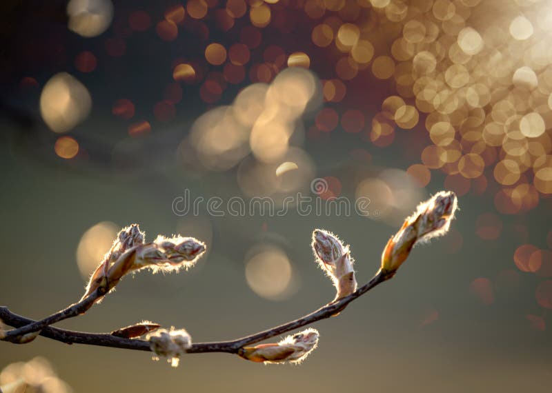 The First Buds Open in Spring. Stock Image - Image of nature, life ...