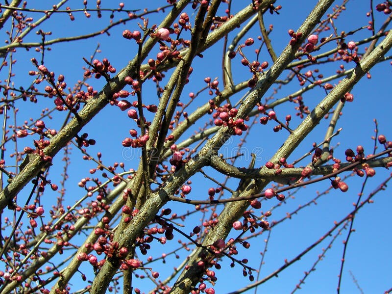 First Buds of Spring stock photo. Image of pink, flowering - 71718