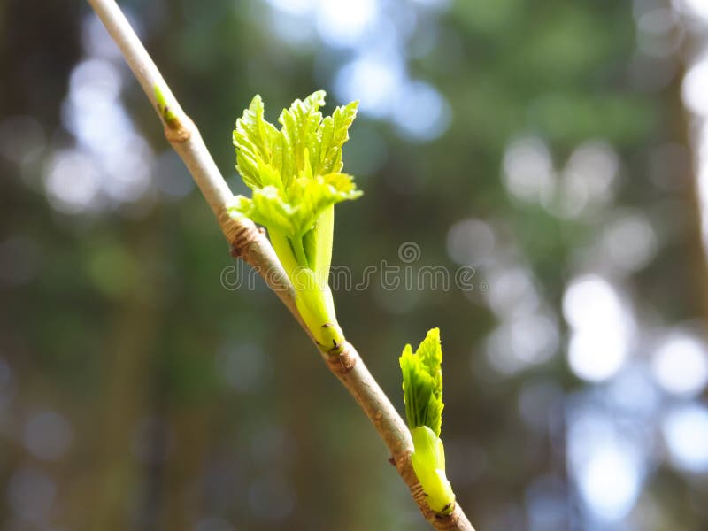 First buds in the spring stock image. Image of plant - 146466213