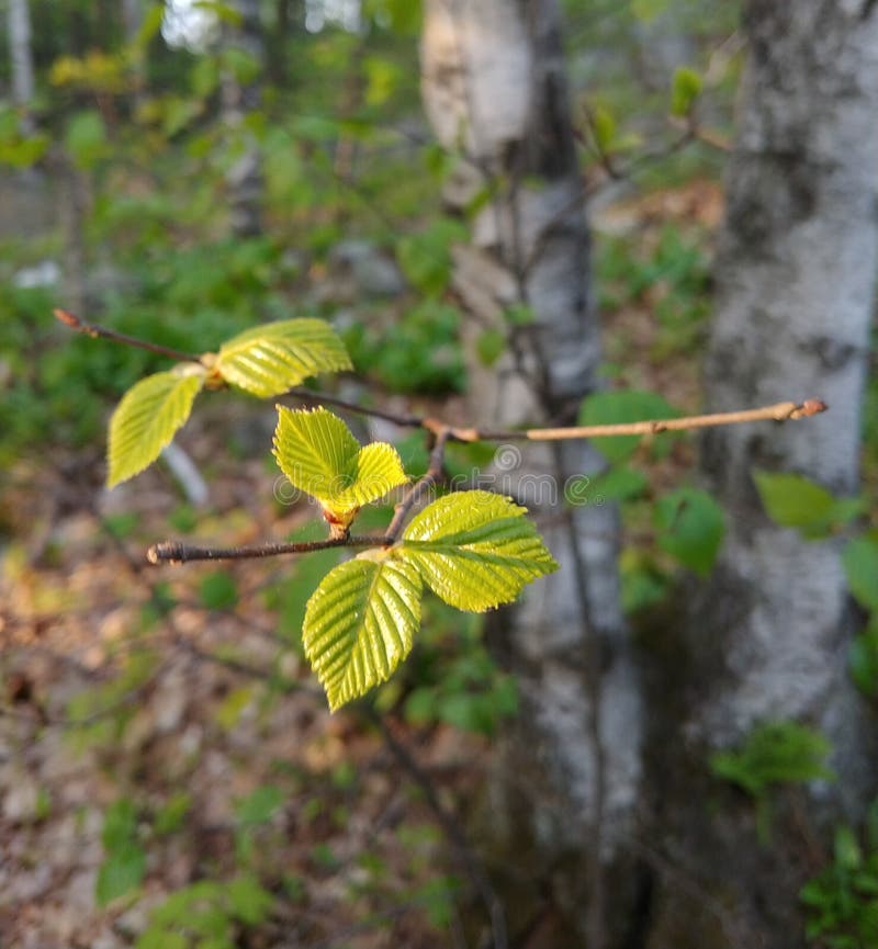 The First Buds on a Tree Branch in Spring. Stock Image - Image of plant ...